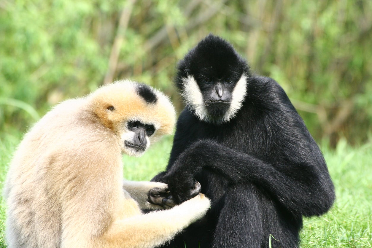 Animals That Mate For Life: Photos