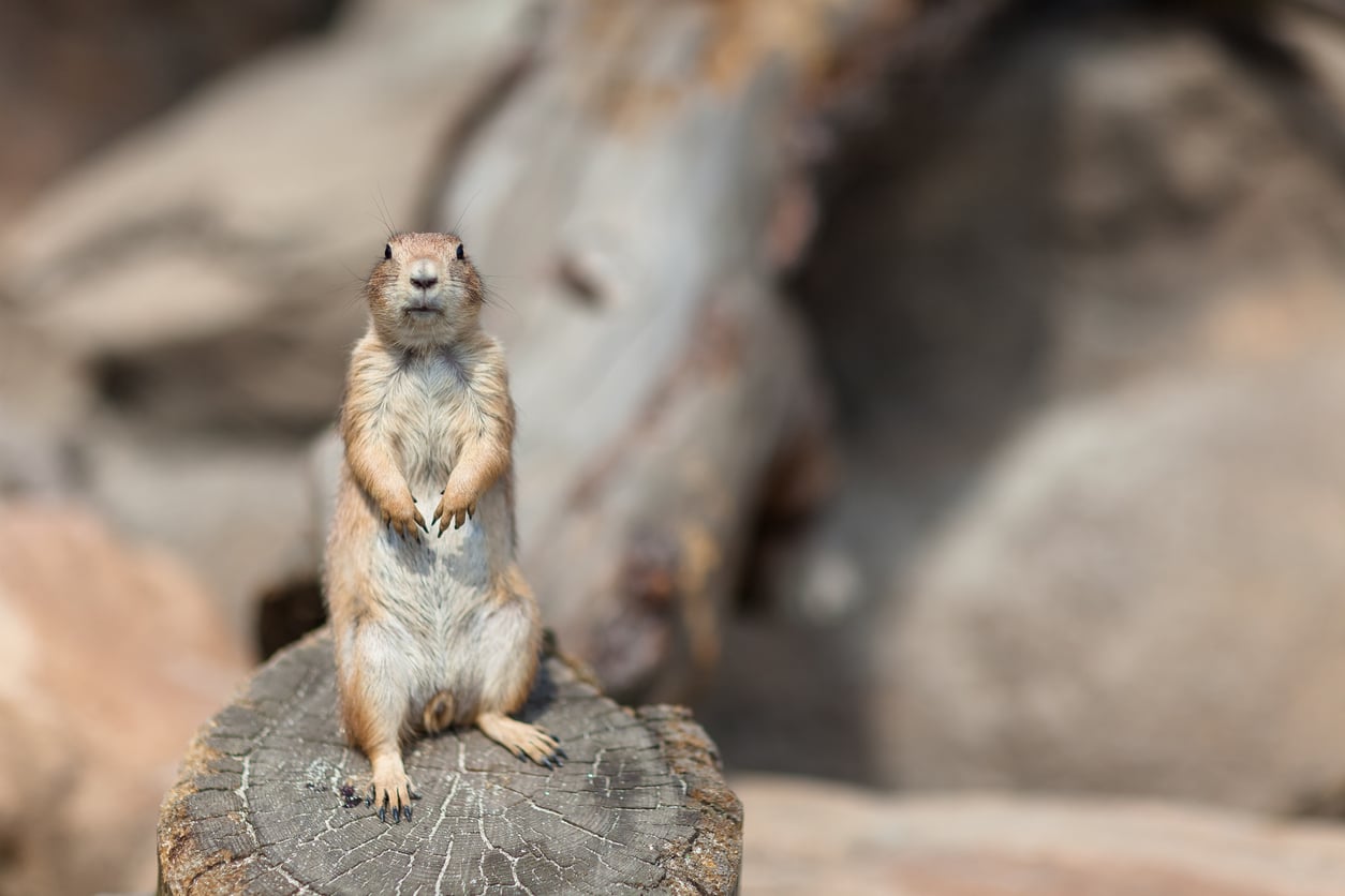 Animals That Mate For Life: Photos